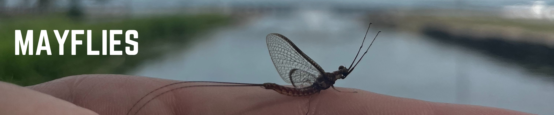 Mayflies – MylesHigh.Flyfishing